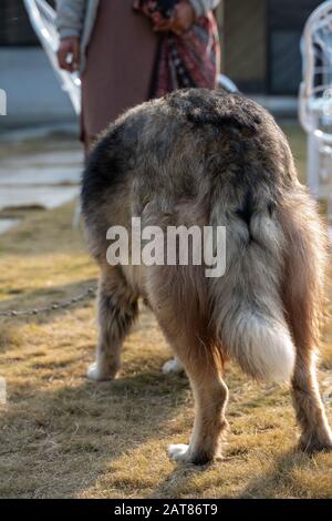 Rear view of Domestic pet German Shepherd's tail Stock Photo - Alamy