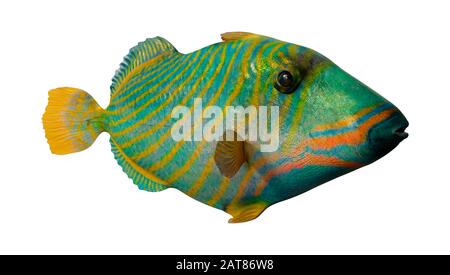 Orange-lined triggerfish (Balistapus undulatus), triggerfish, Dive site ...
