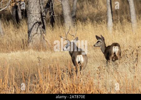 Mule deer rutting in Fall in Colorado Stock Photo - Alamy