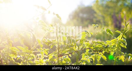 Rose Summer wind in the morning light with dew drops and spider's web ...