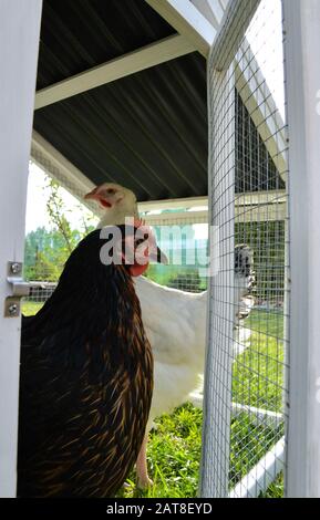 Poultry breeding, aviculture, chicken farming, poultry care, bird ...