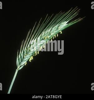 Triticale (Triticum x Secale Stock Photo - Alamy