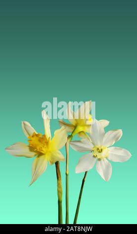 Close up of three white daffodils with bright orange centers and one ...