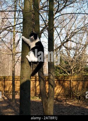 Black and White Fat Cat on Stairs Stock Photo - Alamy