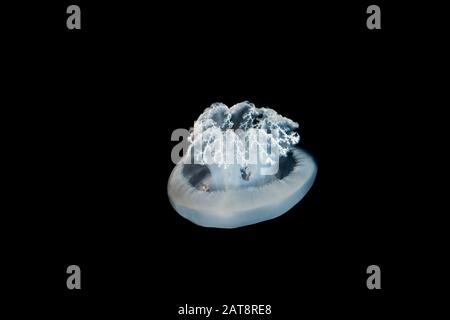 BLUBBER JELLYFISH OR BLUE JELLIFISH catostylus mosaicus IN AUSTRALIA ...