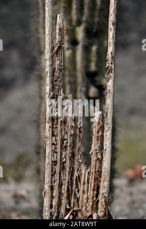The inside wood of a saguaro cactus Stock Photo - Alamy