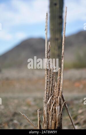 The inside wood of a saguaro cactus Stock Photo - Alamy