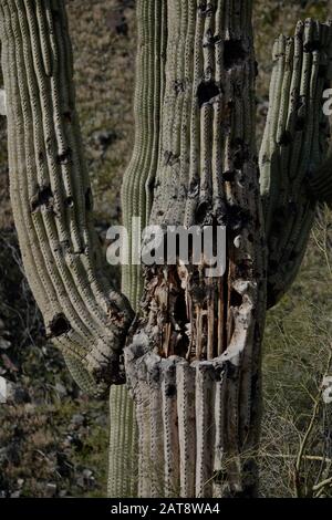 The inside wood of a saguaro cactus Stock Photo - Alamy