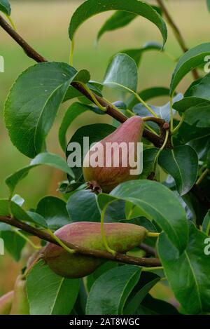 Pear Highland Stock Photo - Alamy