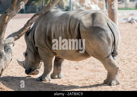 African White Rhinos in Hamilton Safari Park, Hamilton, Canada Stock ...