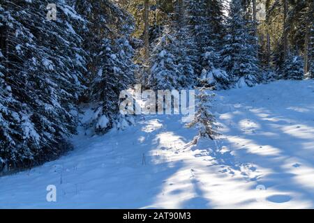 beautiful wintry view of snowy forest on mountains, Jeseniky mountains ...