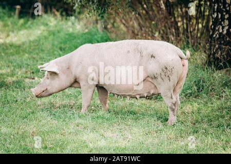 Pigs eating on a meadow in an organic meat farm Stock Photo - Alamy