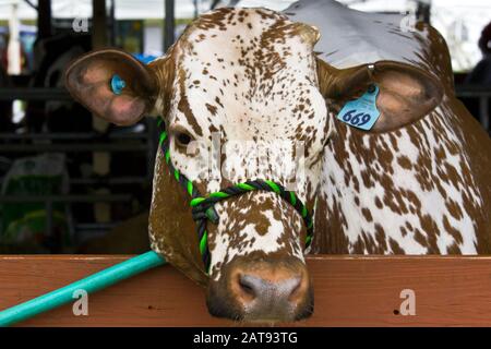 The Randell Lineback Cattle is acritically endangered American breed ...