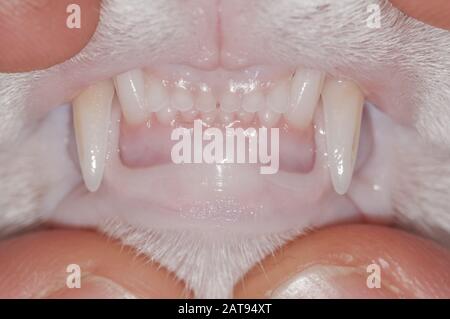 close-up view, cat teeth, healthy, incisor teeth Stock Photo - Alamy