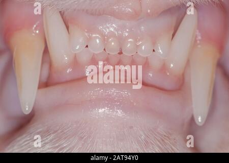 close-up view, cat teeth, healthy, incisor teeth Stock Photo - Alamy