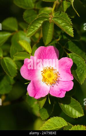 PASTURE ROSE Rosa carolina North Carolina, USA Stock Photo - Alamy