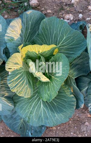A closeup shot of a large head of cabbage sliced on a wooden board ...