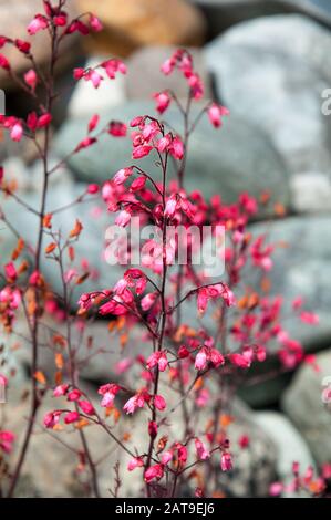 Pink coral bells in the blurred background with a copy space Stock ...