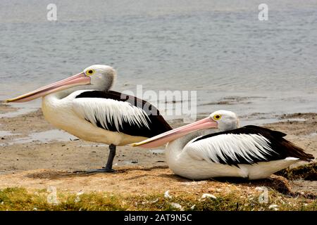 Pelican in portrait. White plumage, large beak, in a large marine bird ...