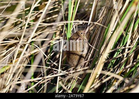California Mice aka Peromyscus californicus Stock Photo - Alamy