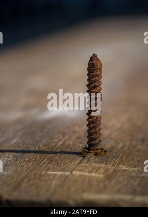 Screw through wood Stock Photo - Alamy