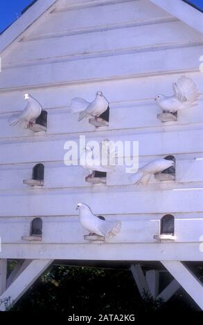 WHITE TIMBER DOVECOTE (DOVECOT OR DOOCOT) AND WHITE DOVES Stock Photo ...
