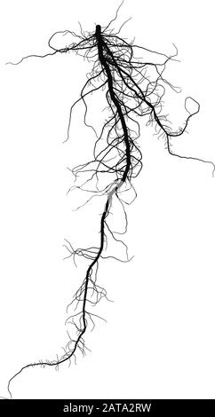 Black Root System - Taproot - Vector Illustration Stock Vector Image ...