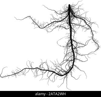 Black Root System - Taproot - Vector Illustration Stock Vector Image ...