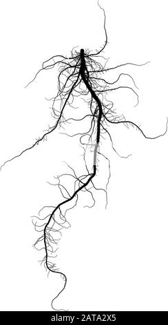 Black Root System - Taproot - Vector Illustration Stock Vector Image ...