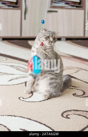 Scottish fold pussy cat on beige background. Cute little kitty Stock ...