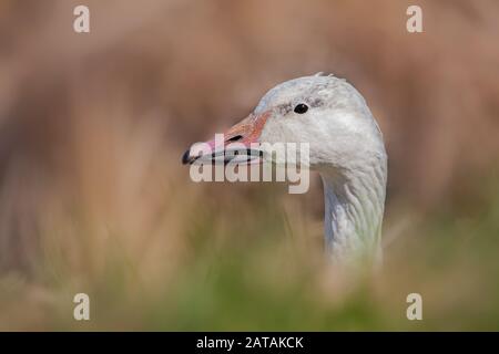 A white goose with wings sticking out, a condition known as Angel Wing ...