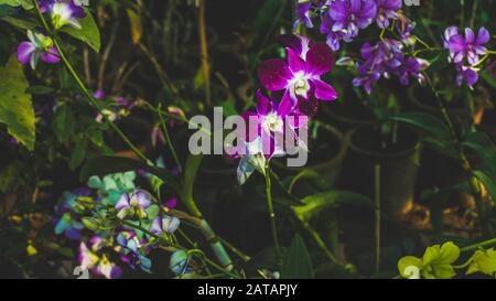 colorful Gillyflower. It is also known as Clove Pink Dianthus ...