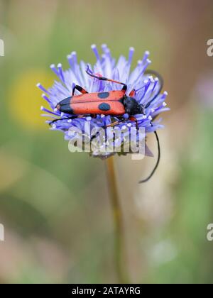 Red & Black Beetle, Nustera distigma, or Two-Spotted Longhorn Beetle ...
