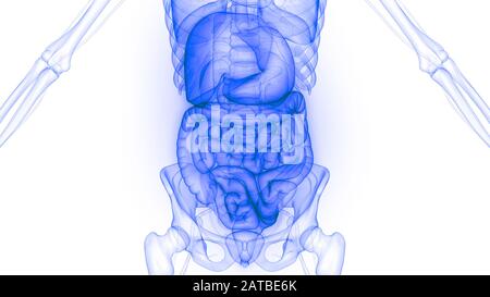 Human digestive system x-ray. Organs of the gastrointestinal tract 3D ...