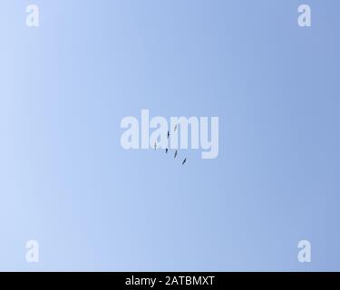 Pelicans in Formation in Morning Flight Stock Photo - Alamy