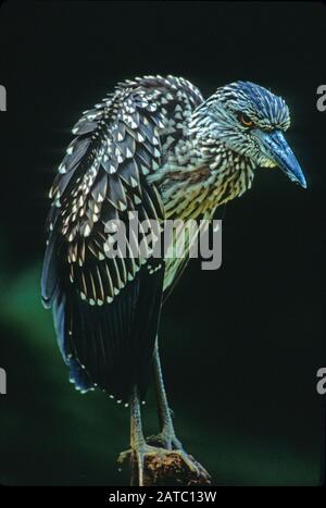 Immature Yellow-crowned Night-Heron (Nyctanassa violacea) on the rocky ...
