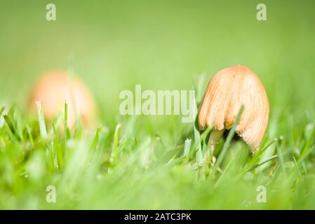 A cluster of mushrooms on meadow on fresh green grass. There is a lot ...