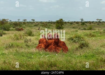Red thermite mound in drying grass of the national park, on a bright ...