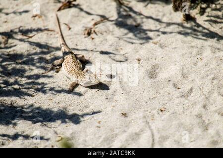 Steppe-runner lizard. Image of habitat (Eremias arguta Stock Photo - Alamy