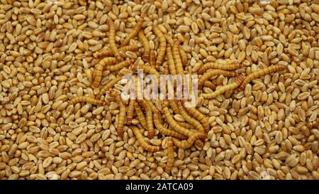 Yellow Mealworm Beetle (Tenebrio molitor). Larva pupa mealworm and ...