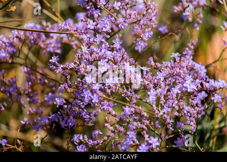 Purple flowers of caspia (Limonium gmelinii Stock Photo - Alamy