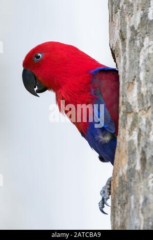 Red head Lory Parrot in nature surrounding (Chalcopsitta), Bali ...