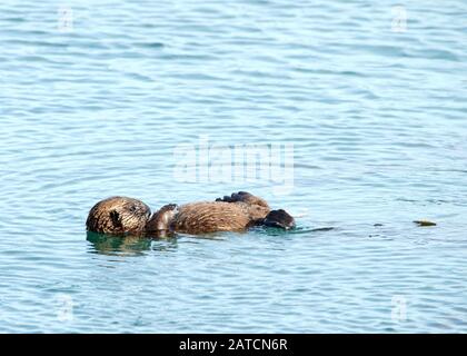 A cute otter (Lutrinae) resting in a zoo cage on the blurred background ...
