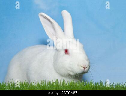Portrait of a white albino rabbit with pink eyes looking to viewers ...