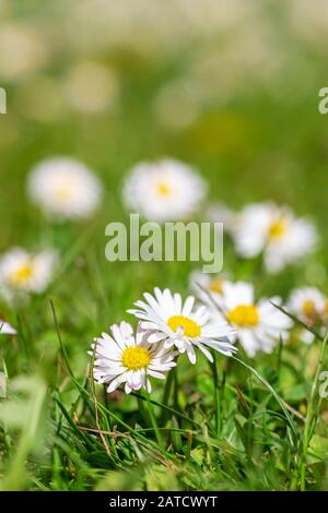 Close-up of small white flowers blooming among lush green leaves in a ...