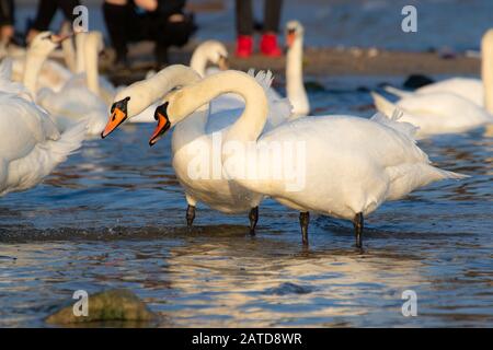 Two young male mute swans courting the same female looking at each ...