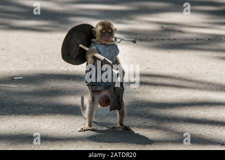 A topeng Monyet in action during the show in Malang. Topeng monyet or ...