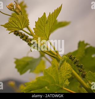 Close-up of developing inflorescences on grapevine (vitis vinifera) in ...