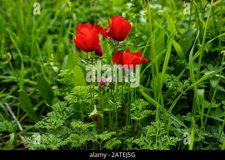 Israel, A field of red Anemone coronaria AKA Spanish marigold or Stock ...