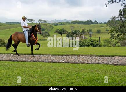 Trainer riding prize-winning Colombian Criollo (Colombian Walking Horse ...
